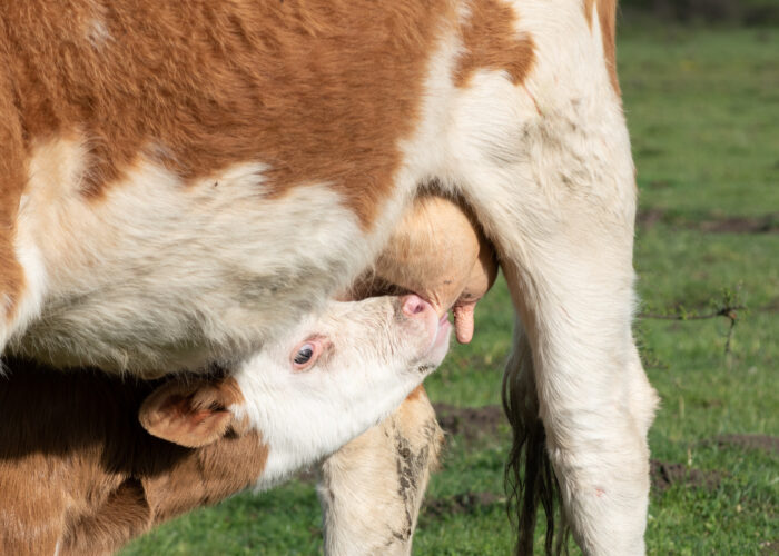 How Long Does It Take To Wean a Calf? - Grit